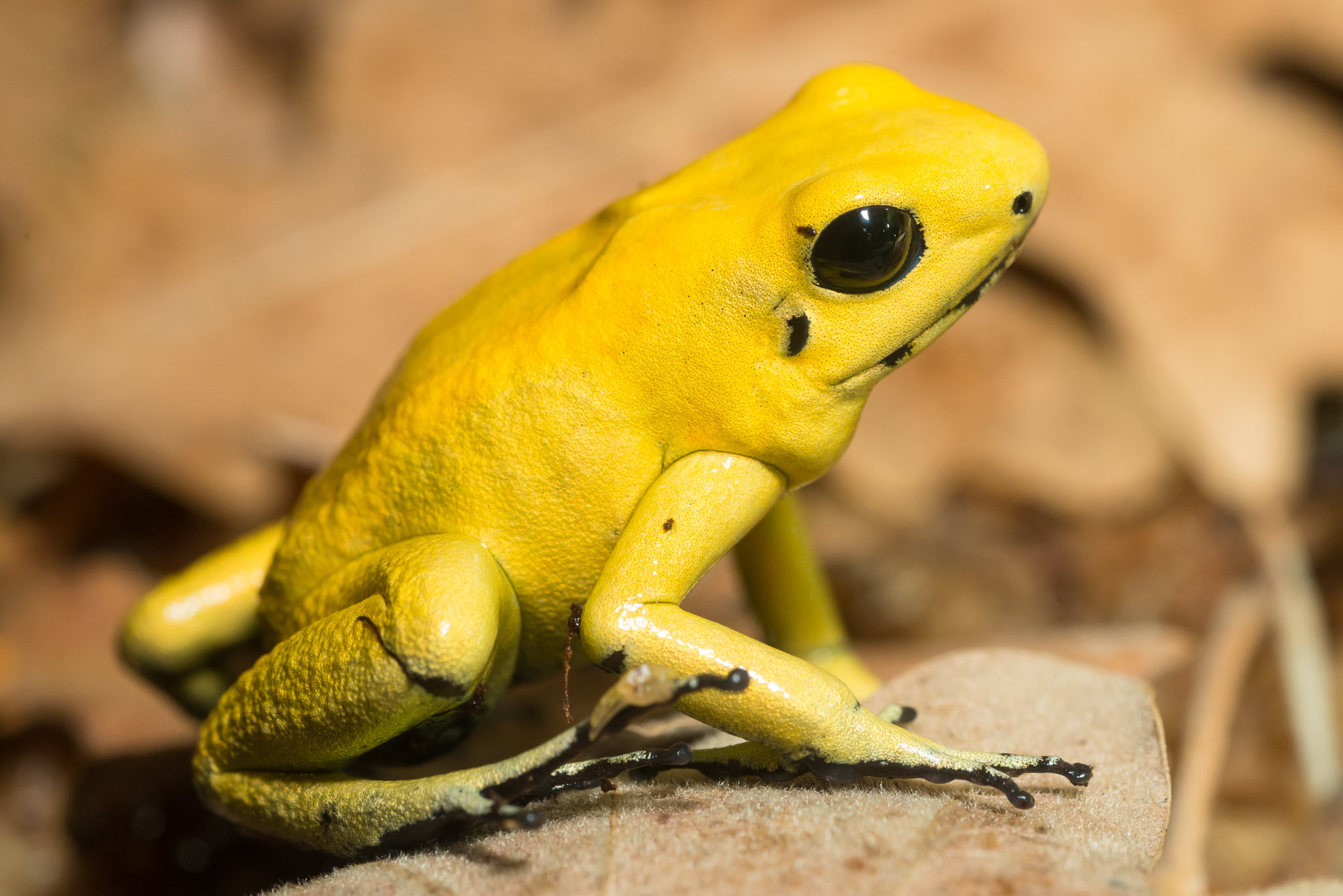 Geelgouden gifkikker | Natuurwijzer