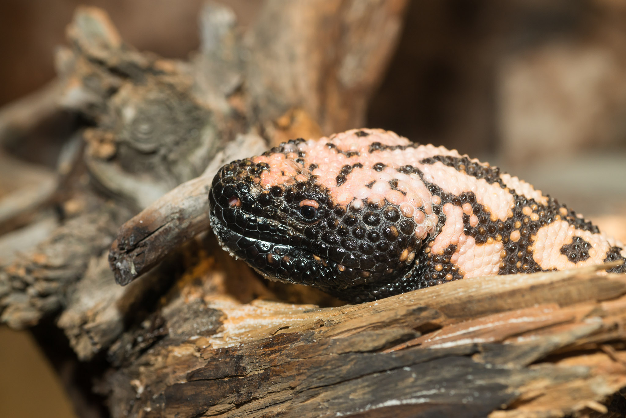 Gilamonster Heloderma suspectum | Natuurwijzer