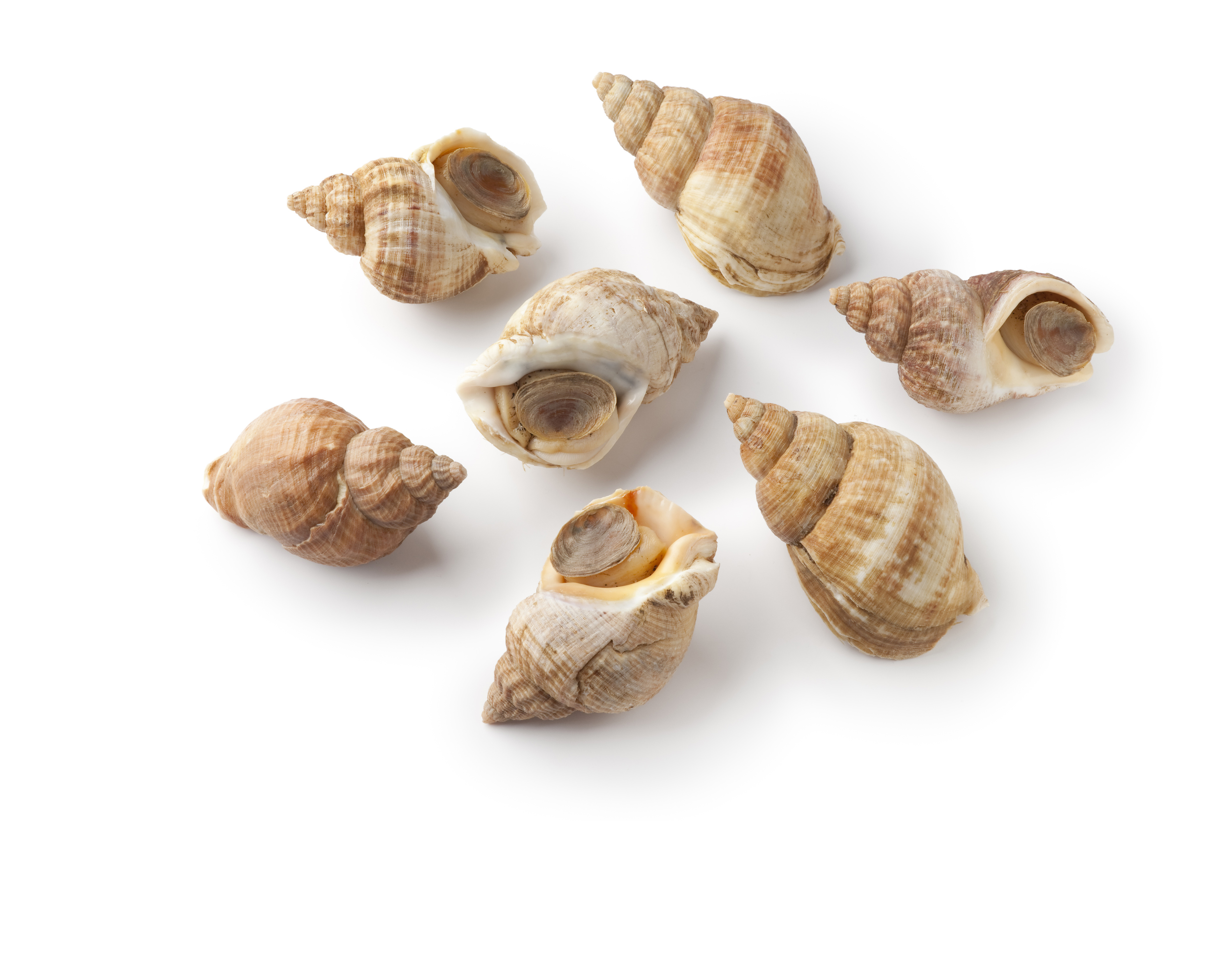 Schelpen zoeken doe je zo! | Natuurwijzer