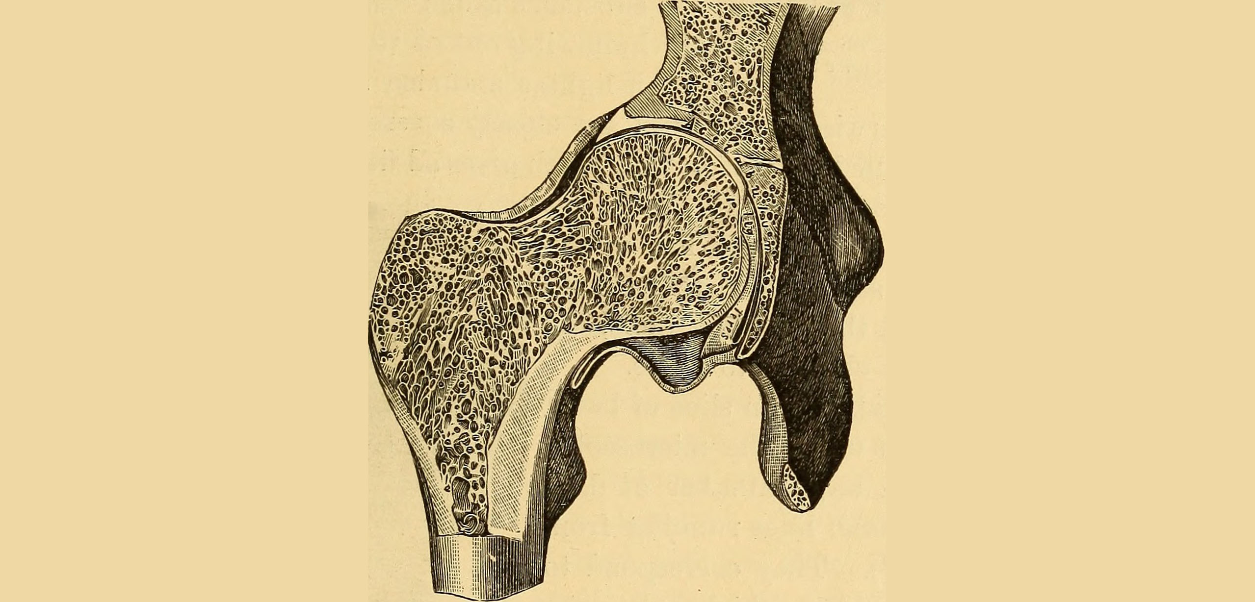 Botten: superhandig gereedschap | Natuurwijzer