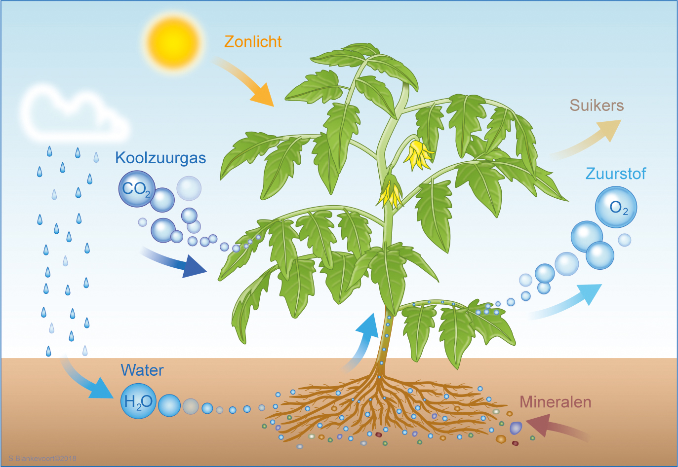 Fotosynthese: met zonlicht, water en koolzuurgas maken planten suikers ...