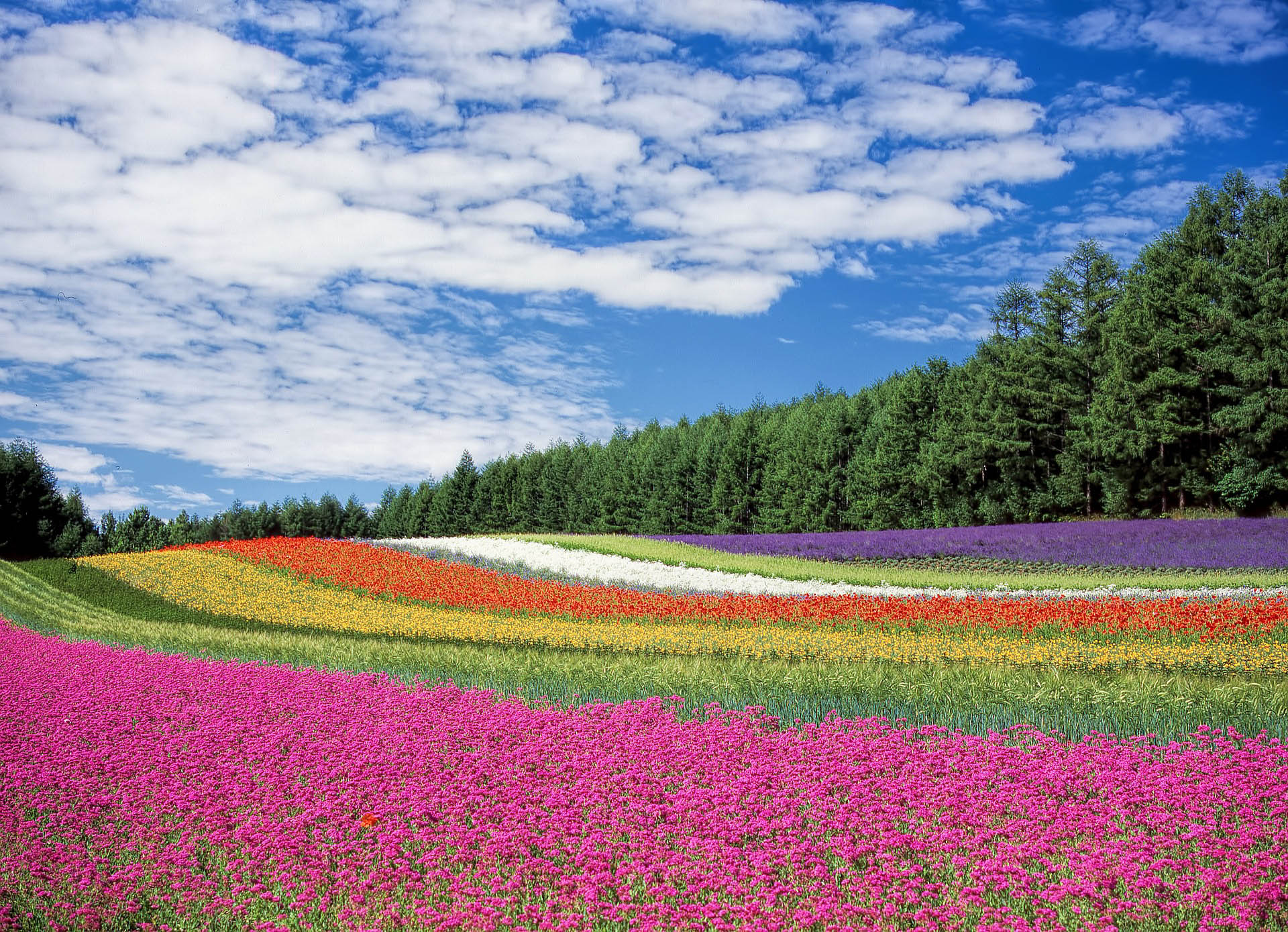 Bloemenveld | Natuurwijzer