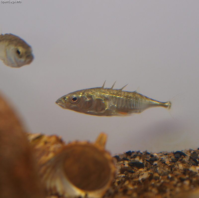 Driedoornige stekelbaars | Natuurwijzer