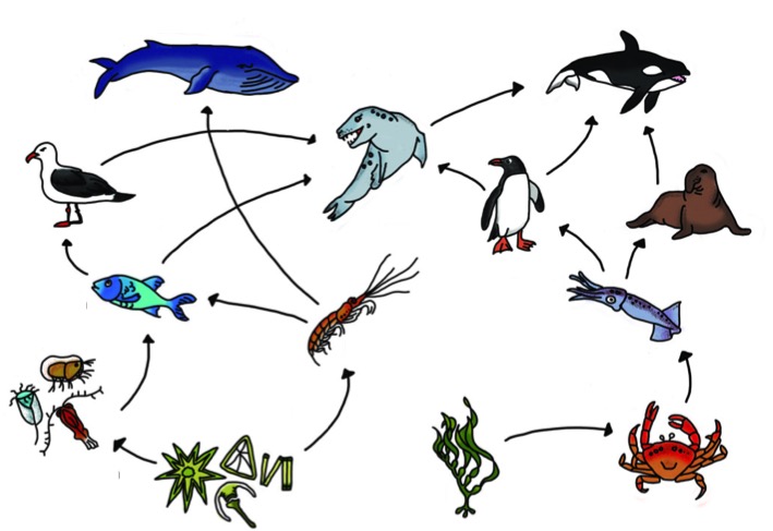 Samenhang in de natuur | Natuurwijzer