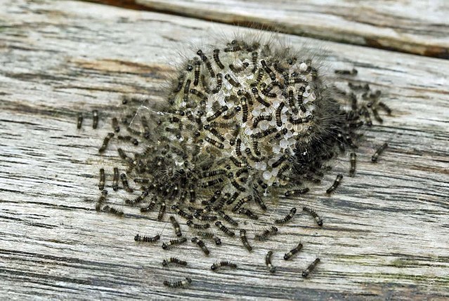 Waarom zijn er zoveel soorten insecten? | Natuurwijzer