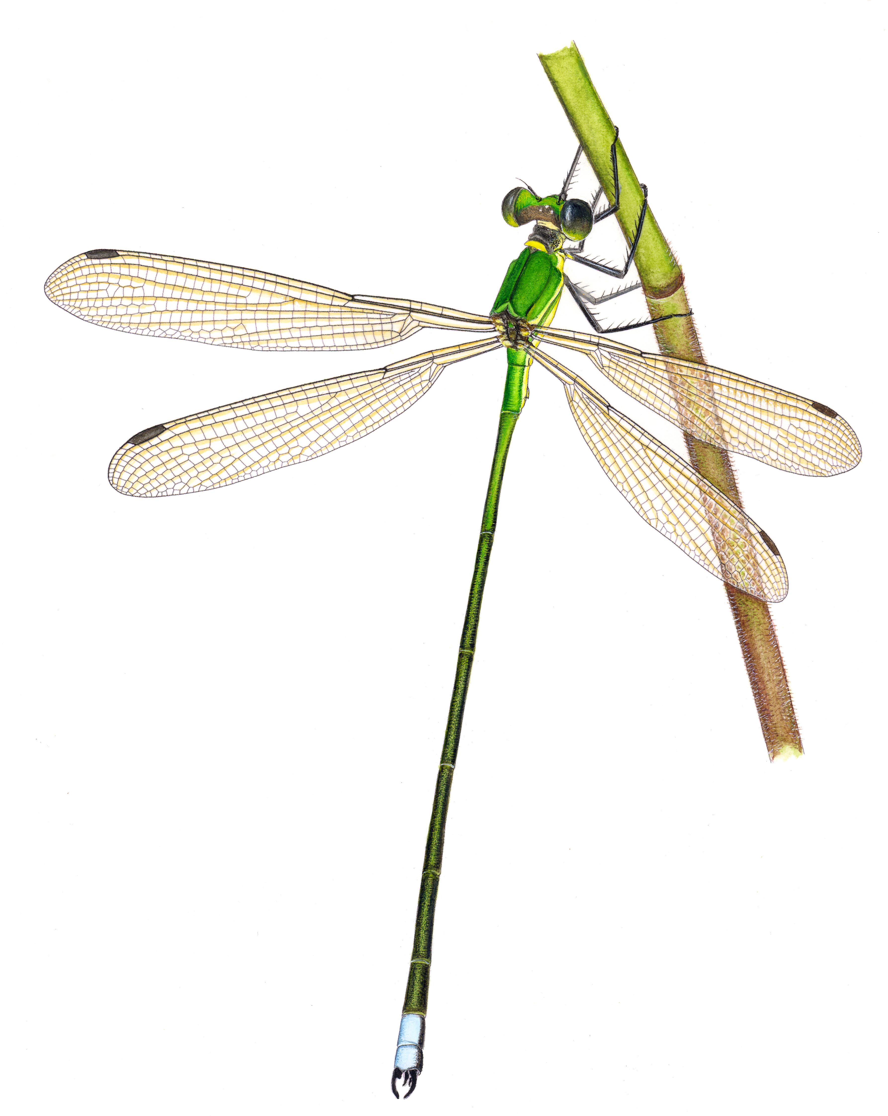 Op expeditie naar Bhutan | Natuurwijzer