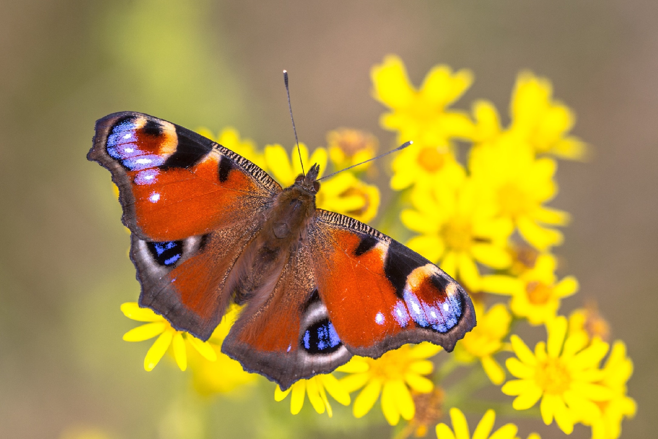Dagpauwoog (Aglais io) | Natuurwijzer