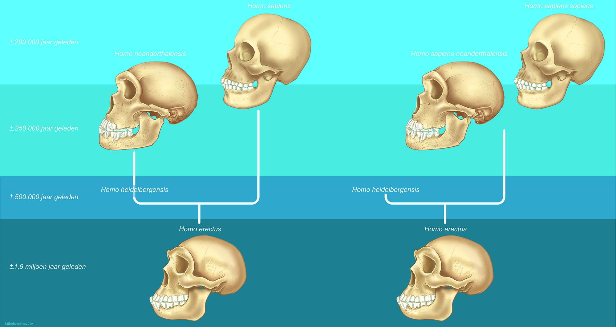Wie zit op welke tak? | Natuurwijzer
