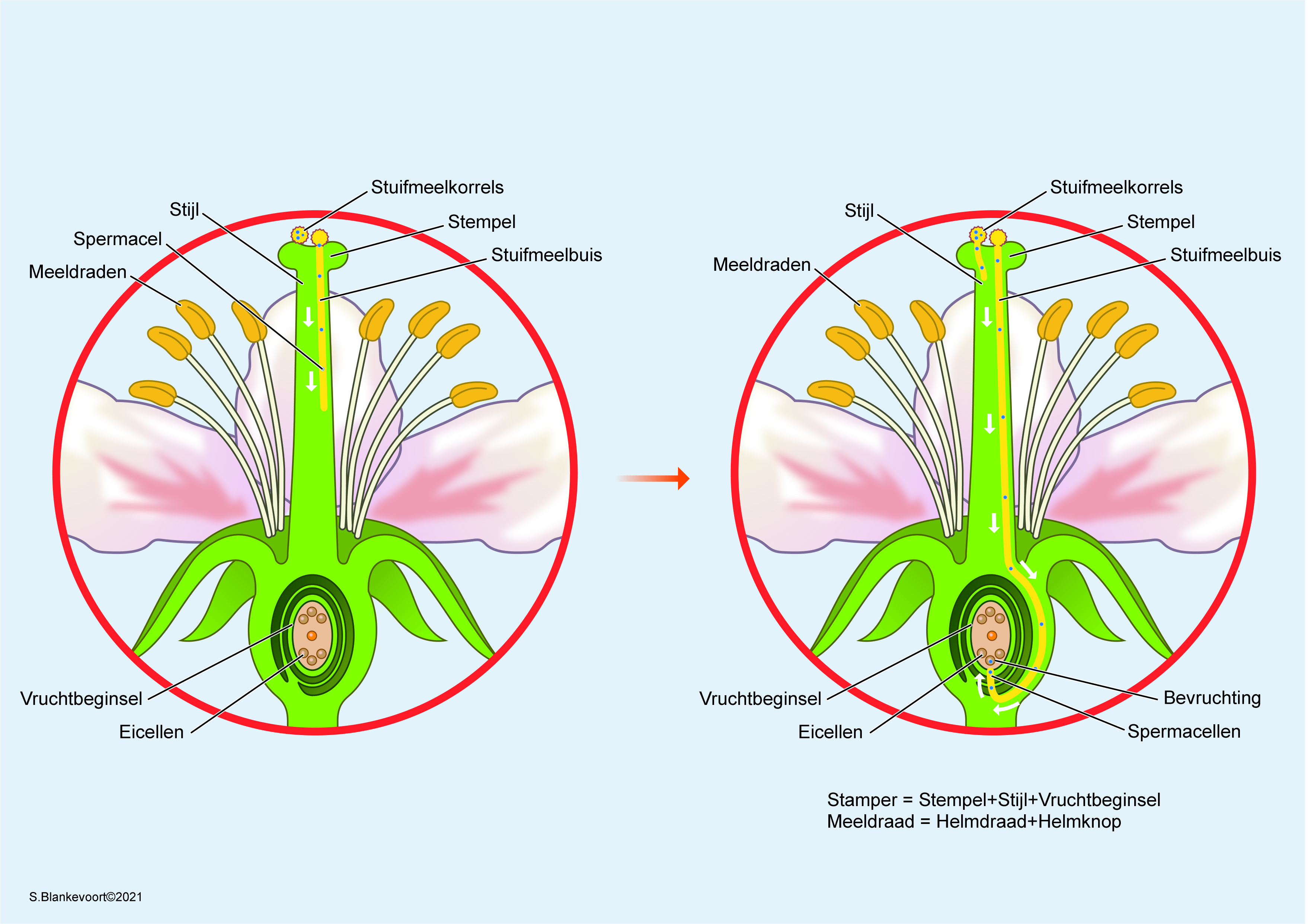 Betere plantenseks met bestuivers | Natuurwijzer