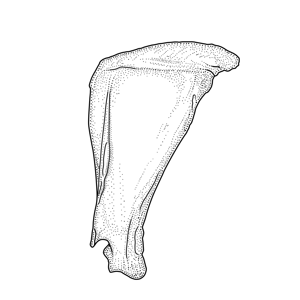 Botten met kom | Natuurwijzer