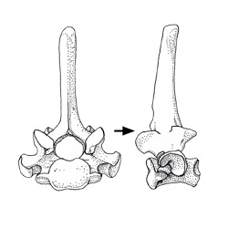 Onregelmatige botten | Natuurwijzer