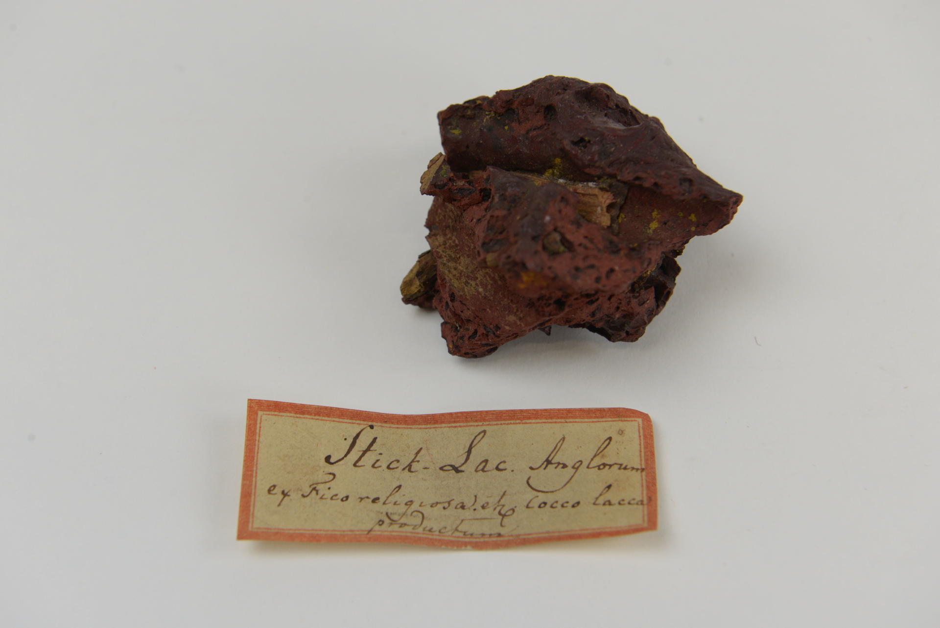 Wat luizen, KitKat en was met elkaar te maken hebben | Natuurwijzer