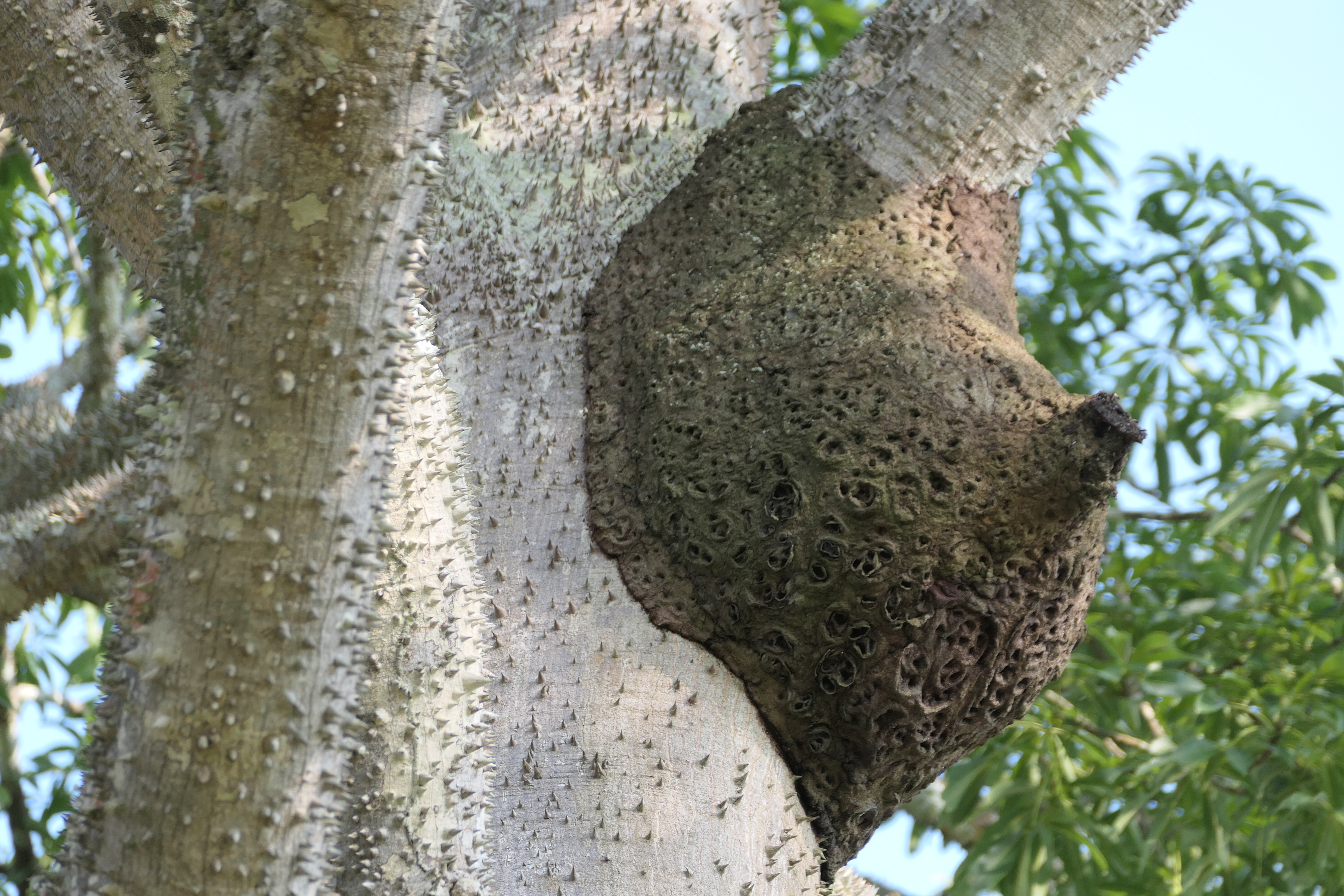 Bijennest, Kankantri (Bart de Dijn).JPG | Natuurwijzer