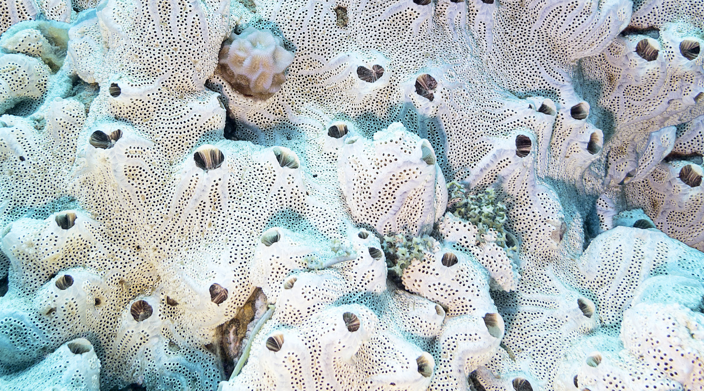 Sponzen: giftig én nuttig | Natuurwijzer