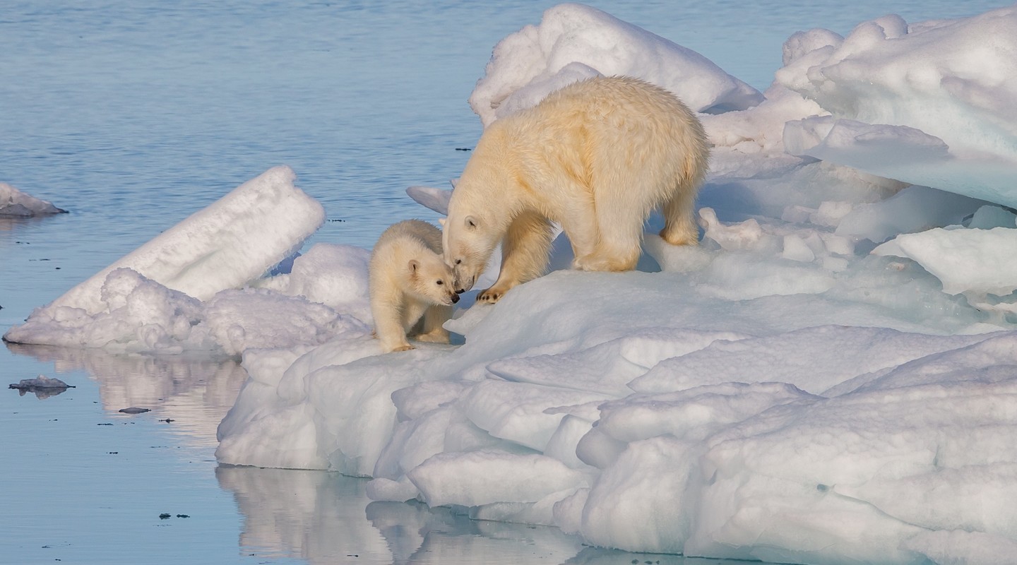 Welkom in onze ijstijd | Natuurwijzer
