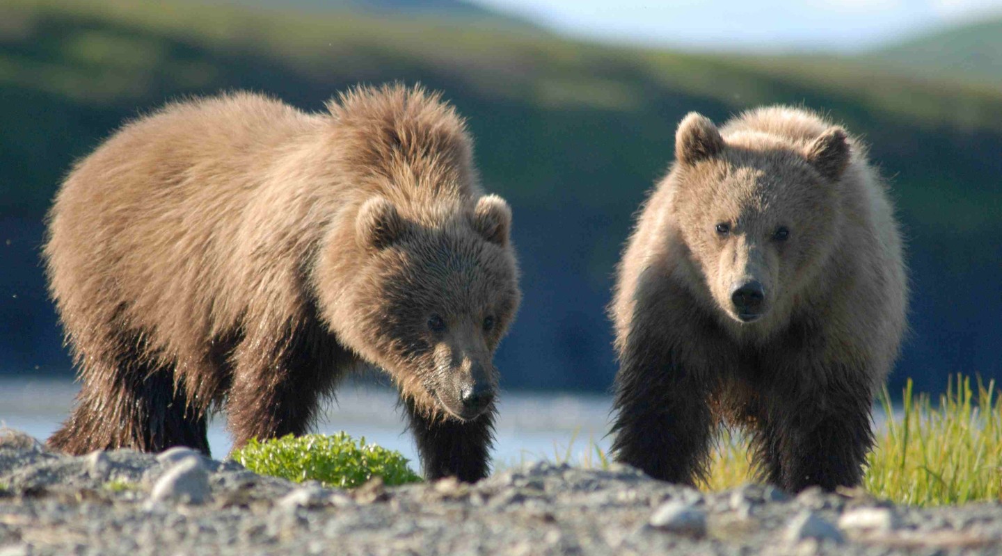Berengoed! | Natuurwijzer