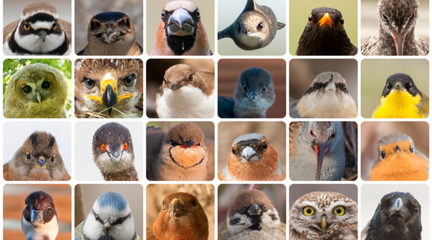 Vogels | Natuurwijzer