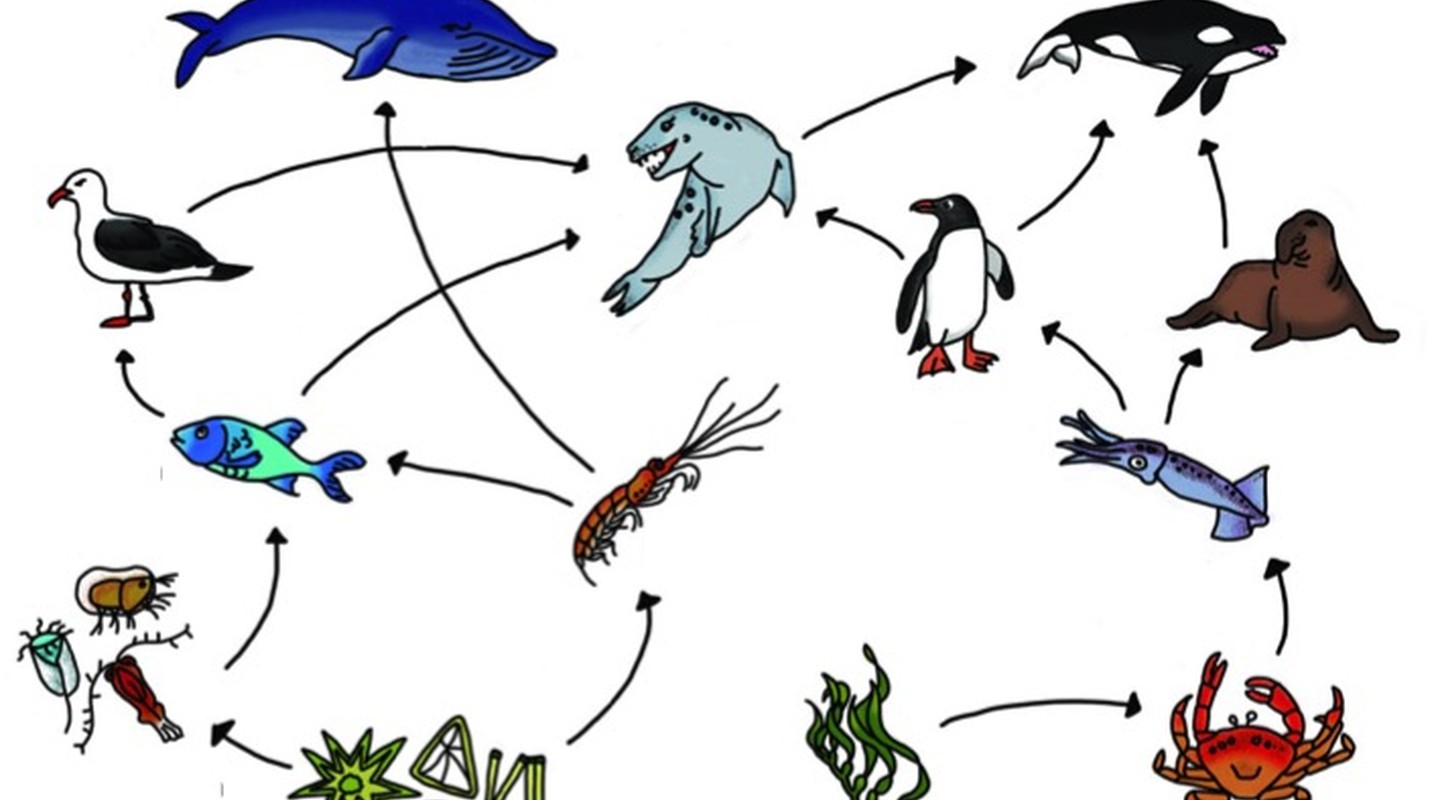 Samenhang in de natuur | Natuurwijzer