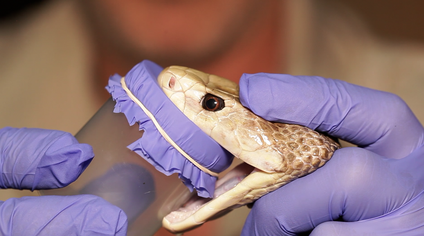 Mátyás Bittenbinder | Natuurwijzer