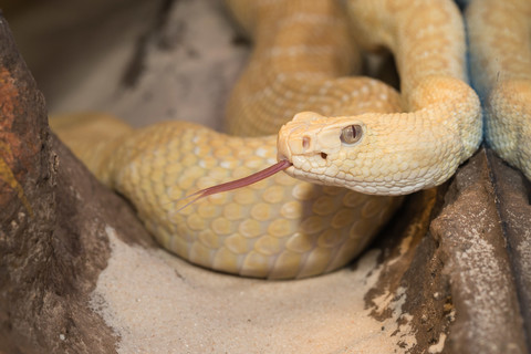 Texaanse ratelslang | Natuurwijzer