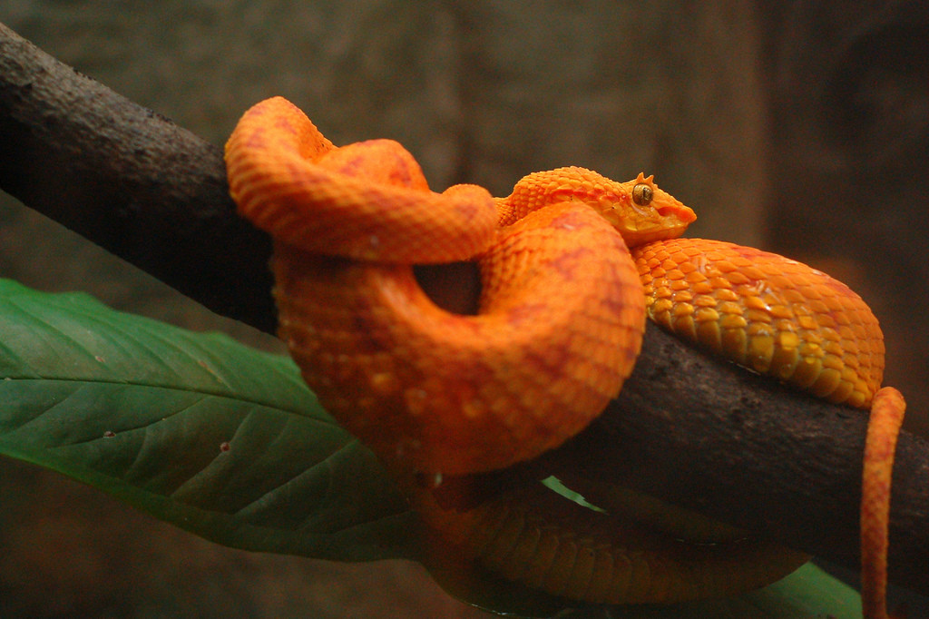 Schlegels Groefkopaddder (oranje) | Natuurwijzer Schlegels Groefkopaddder (oranje) | Natuurwijzer