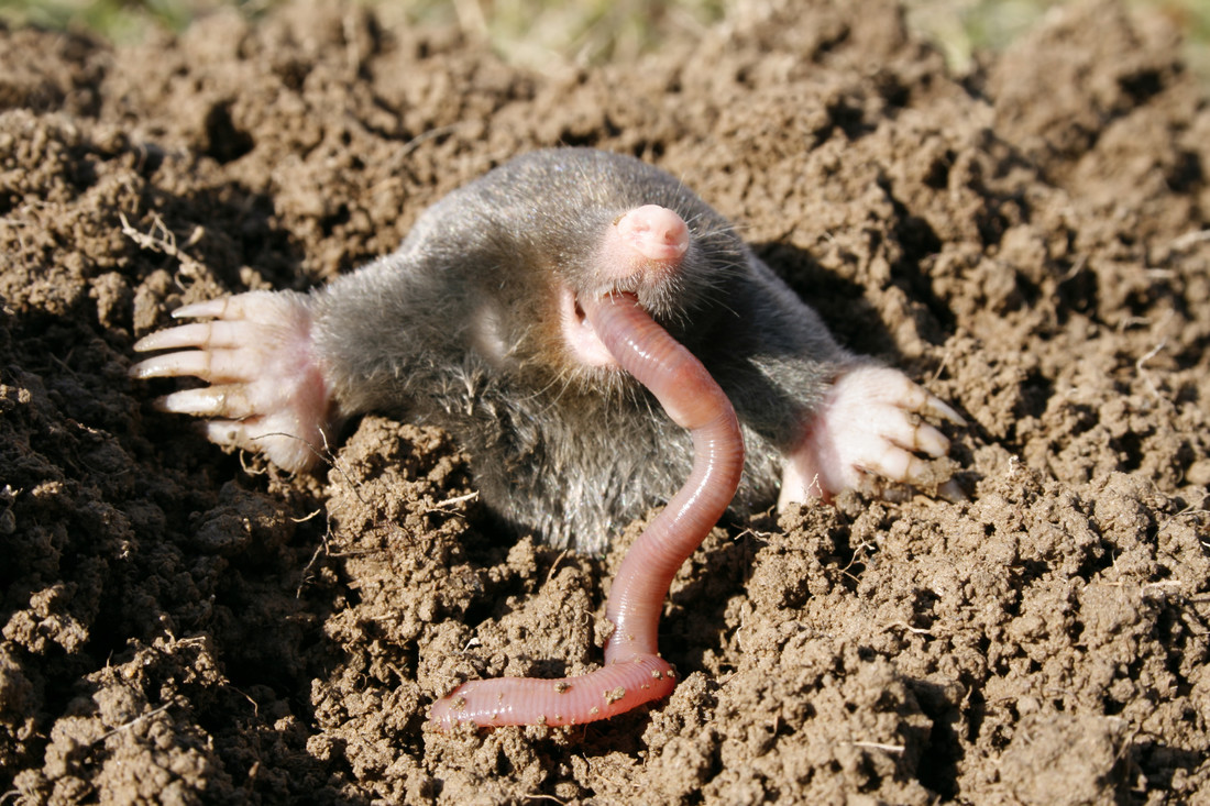 Mol Natuurwijzer Mol Natuurwijzer