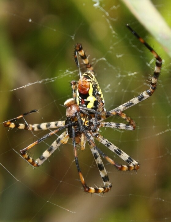 Nephila Pilipes-pilipes