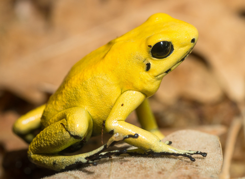 De geelgouden pijlgifkikker | Natuurwijzer