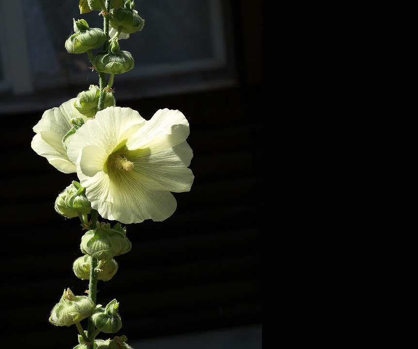 Stokroos | Natuurwijzer