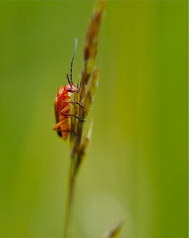 Waarom zijn er zoveel soorten insecten? | Natuurwijzer