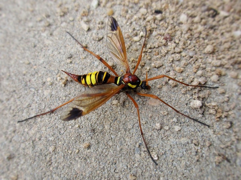 Waarom zijn er zoveel soorten insecten? | Natuurwijzer