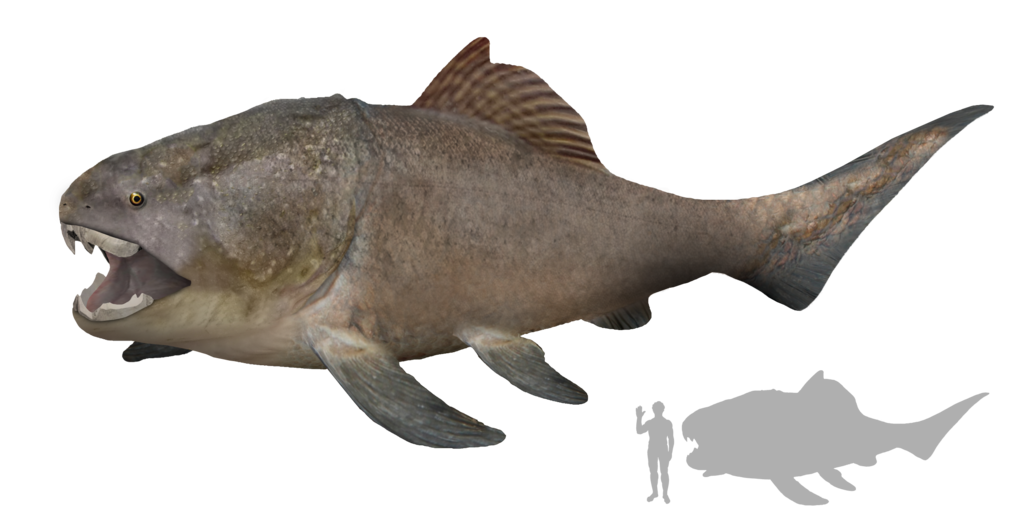 Dunkleosteus terrelli | Natuurwijzer