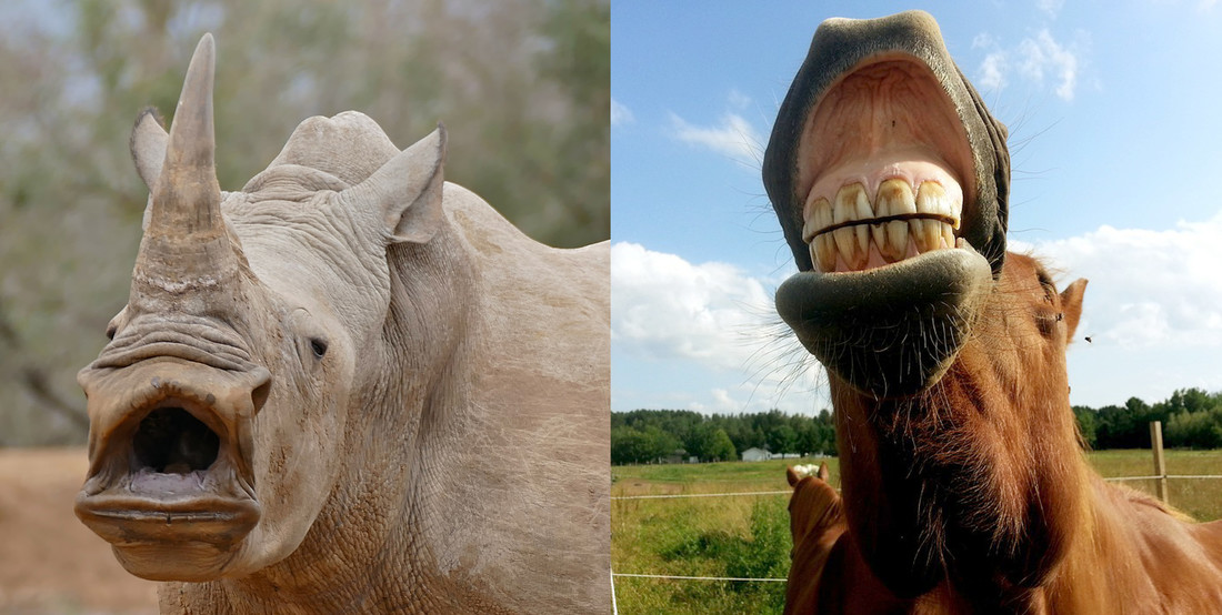 Wolharige neushoorn: grasmaaier van de mammoetsteppe | Natuurwijzer