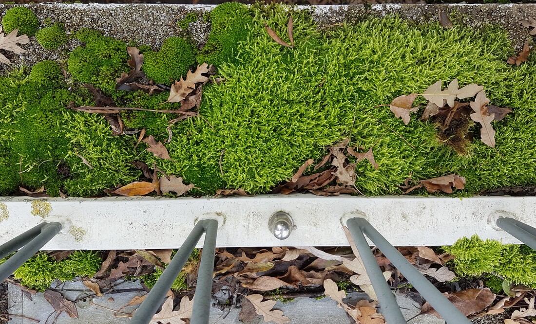 Mossen aan de rand van een brug (foto_ Michael Stech).jpg | Natuurwijzer