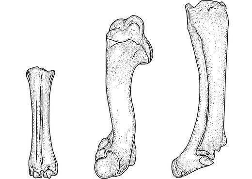 Welk bot heb ik gevonden? | Natuurwijzer