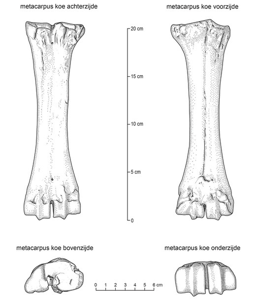 Lange, buisvormige botten | Natuurwijzer