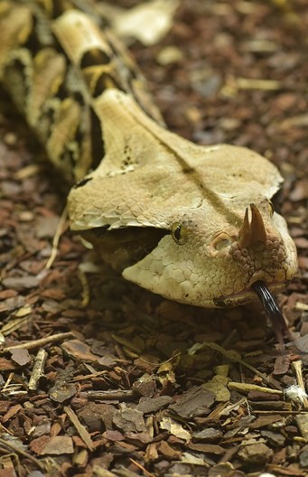 Gewone pofadder | Natuurwijzer